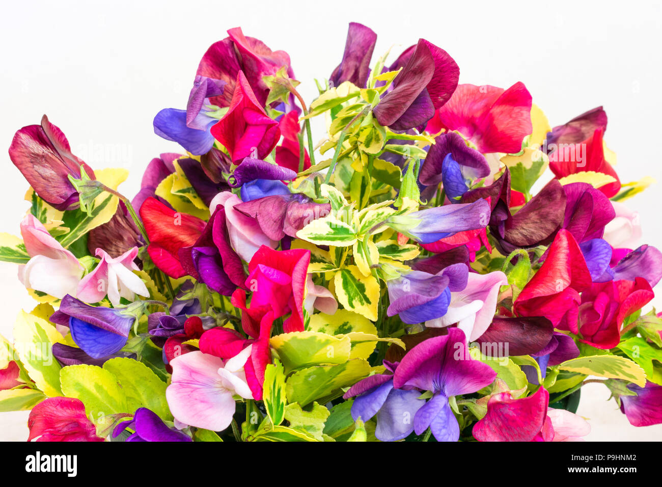 An arrangement of old fashioned sweet peas Stock Photo - Alamy