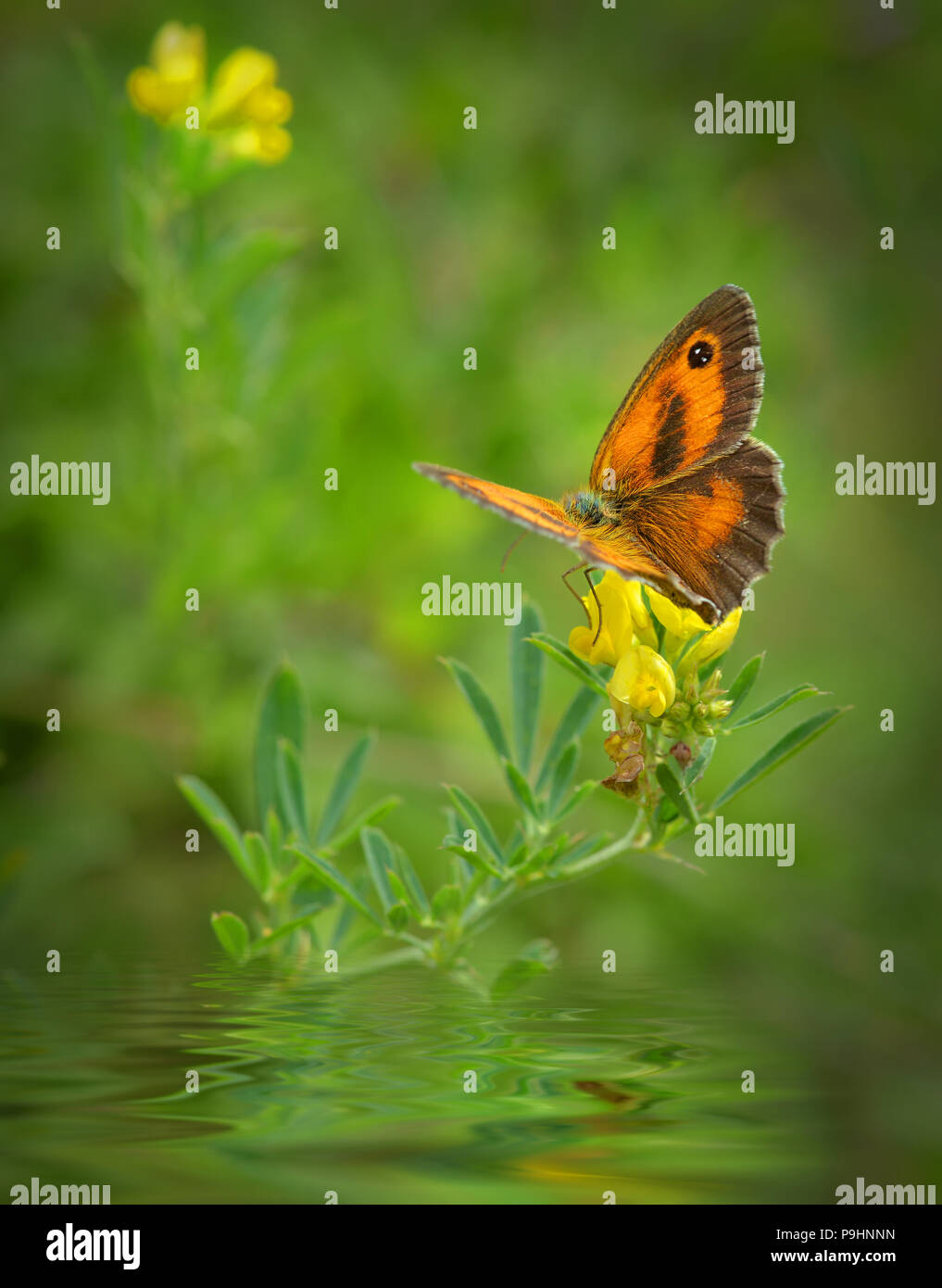 Butterfly waves hi-res stock photography and images - Alamy