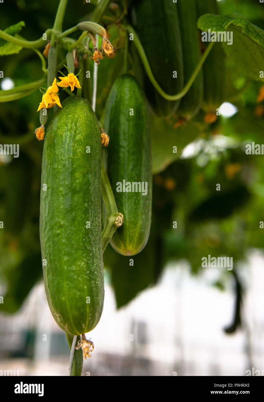 Giant cucumbers at epcot hi-res stock photography and images - Alamy
