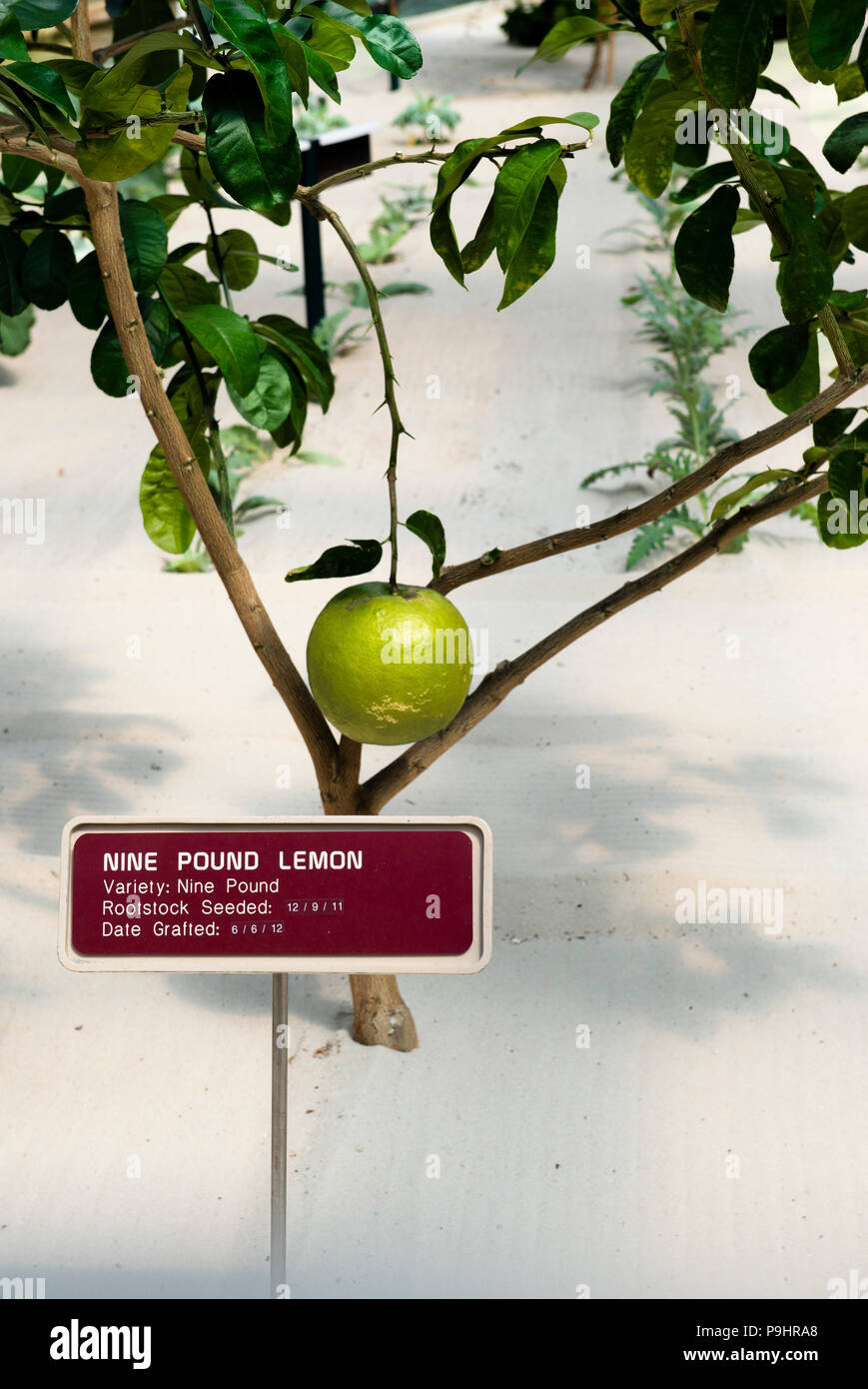 9 pound lemon growing in the experimental agriculture section of Epcot ...