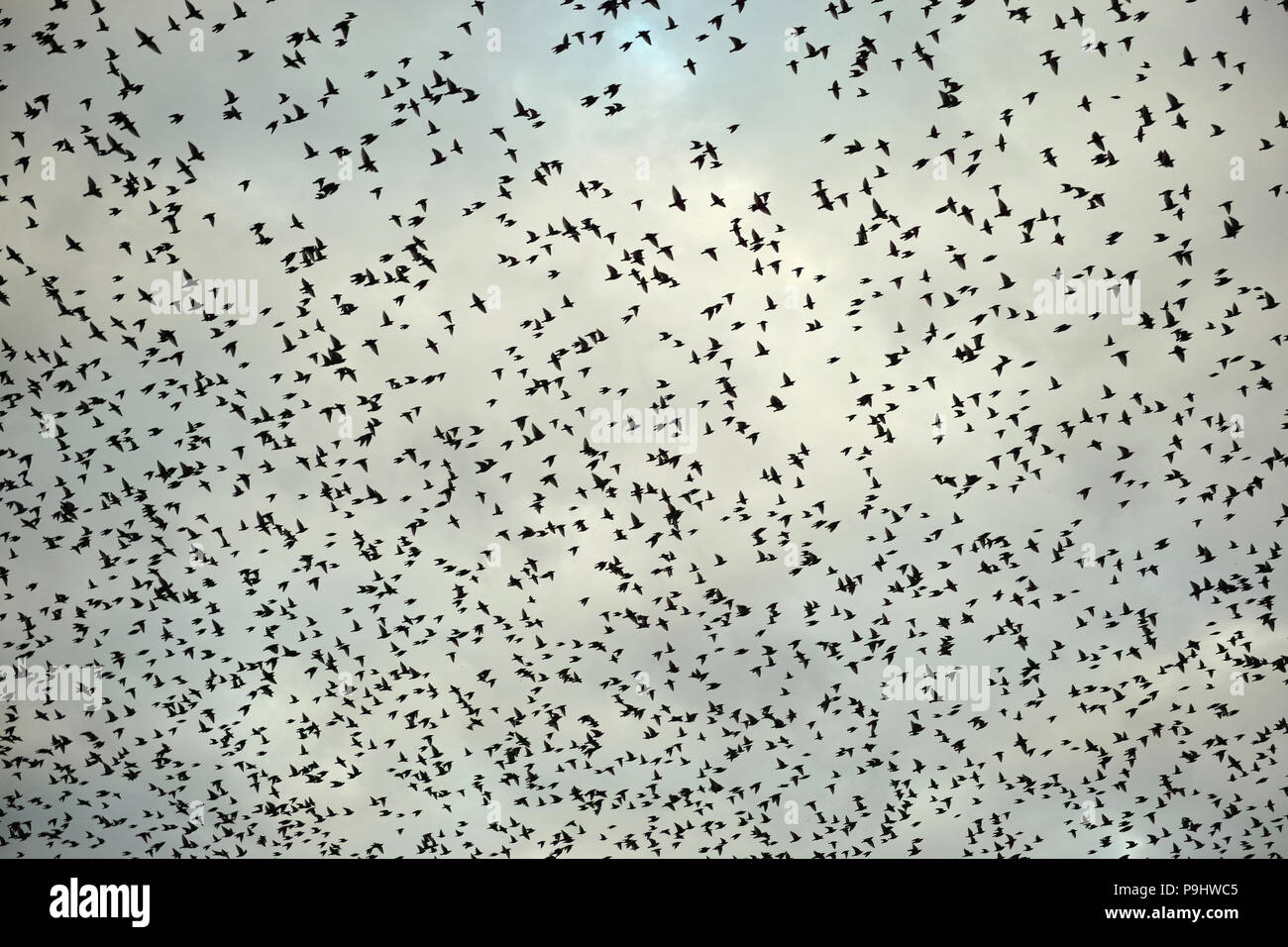 a flock of european starlings in flight Stock Photo - Alamy