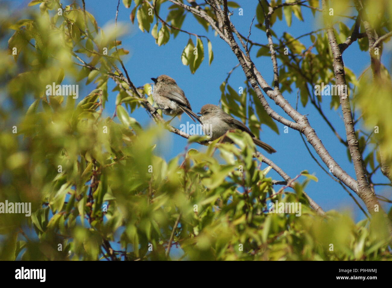 Two birds on a branch hi-res stock photography and images - Alamy