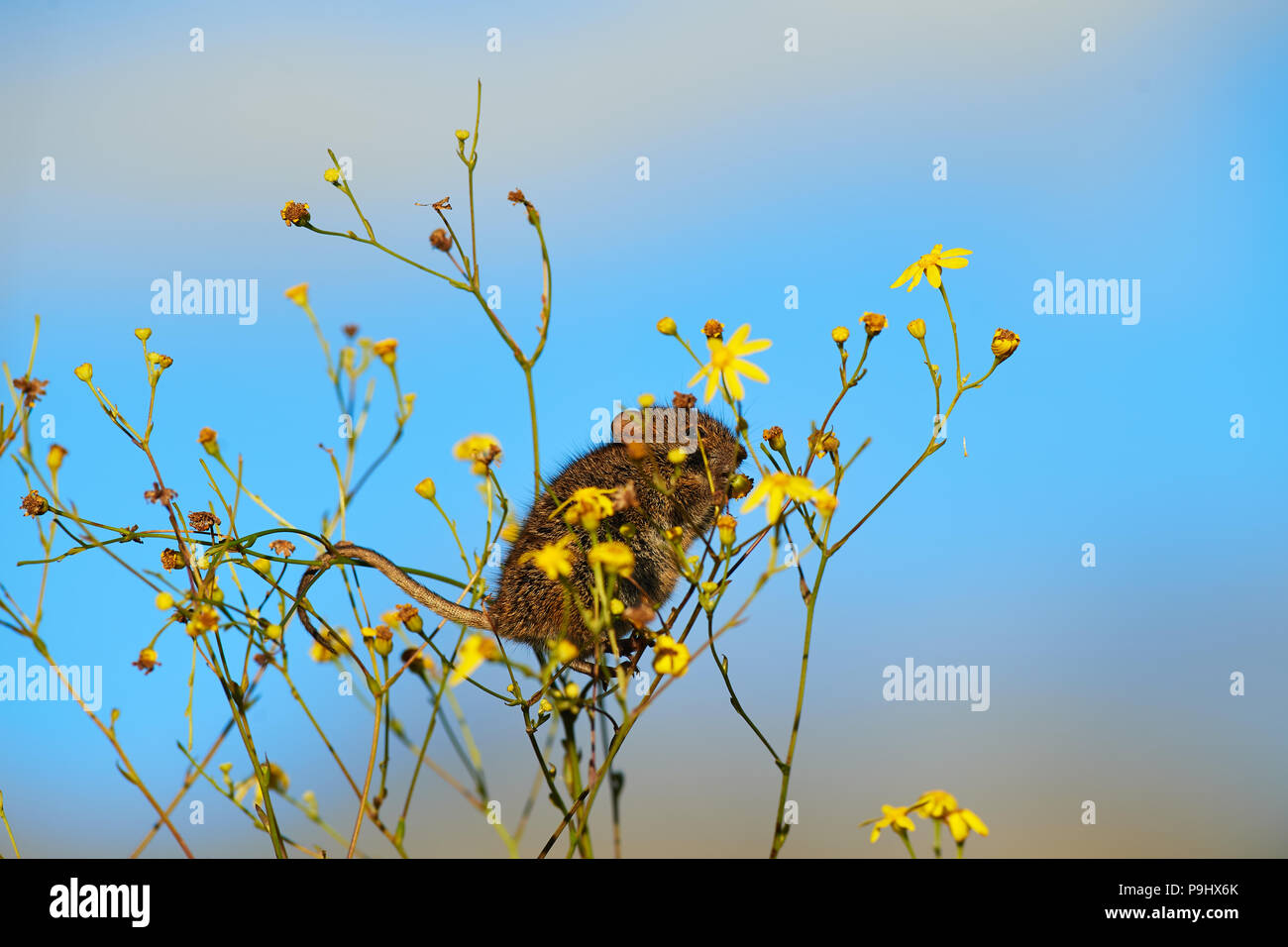 Mouse flower hi-res stock photography and images - Alamy