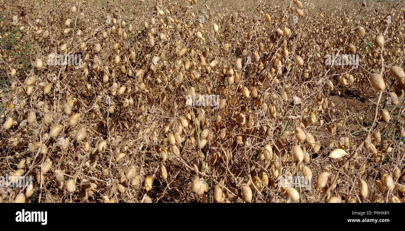 chickpea or chick pea (Cicer arietinum) pods drying on a plant Stock ...
