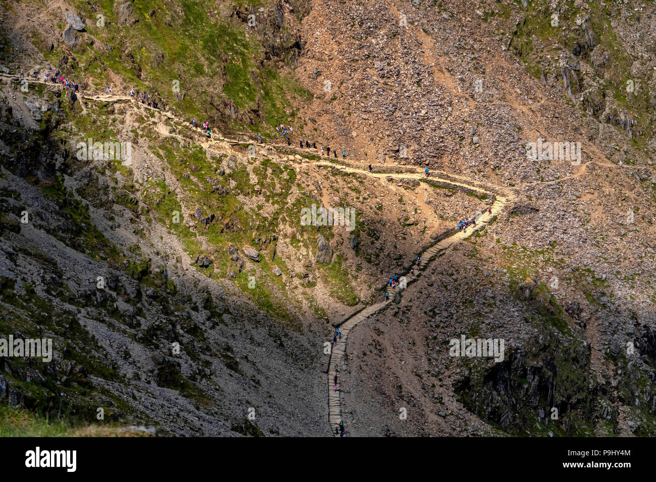 Pig track hi-res stock photography and images - Alamy