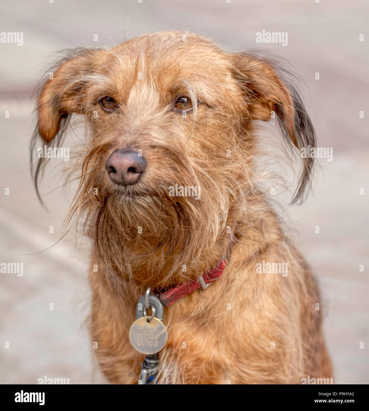 Portrait of a busker's dog, in the city center of Chester, Cheshire ...