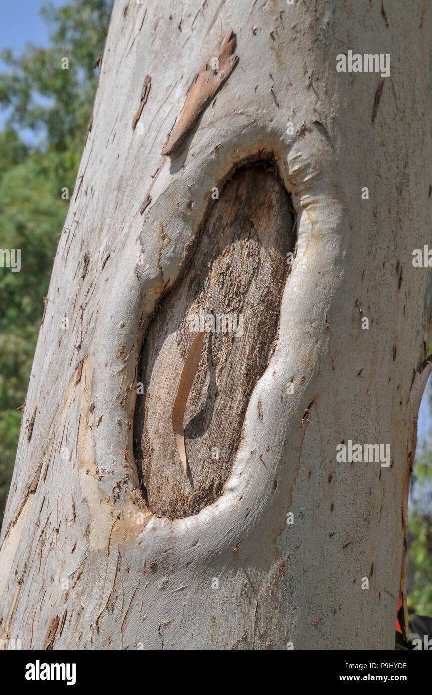 Eucalyptus Tree Trunk Knot Stock Photo - Alamy
