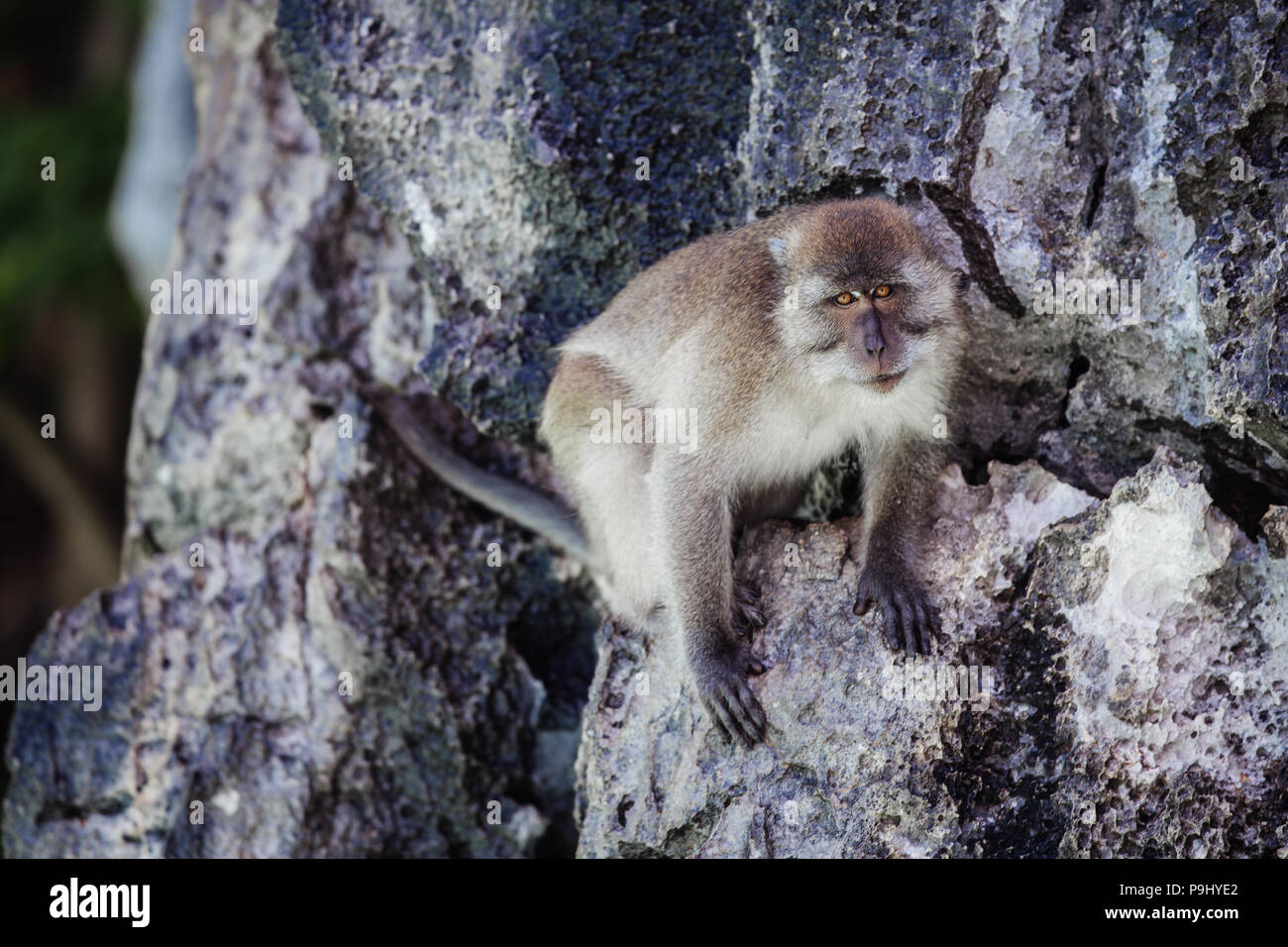 A monkey which lives along the cliffs surrounding Maya Bay in Thailand ...
