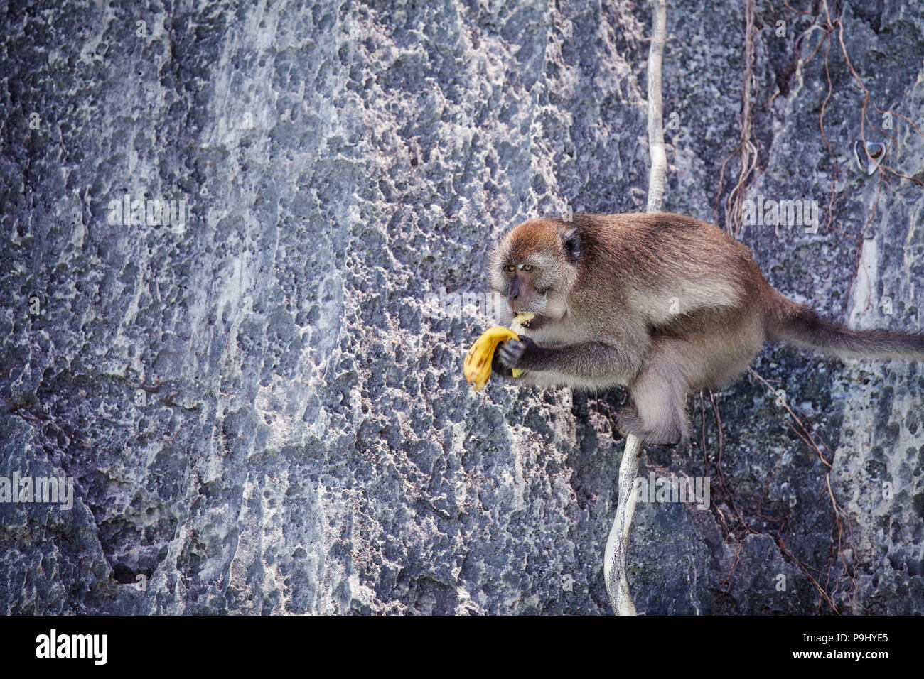 A monkey which lives along the cliffs surrounding Maya Bay in Thailand ...