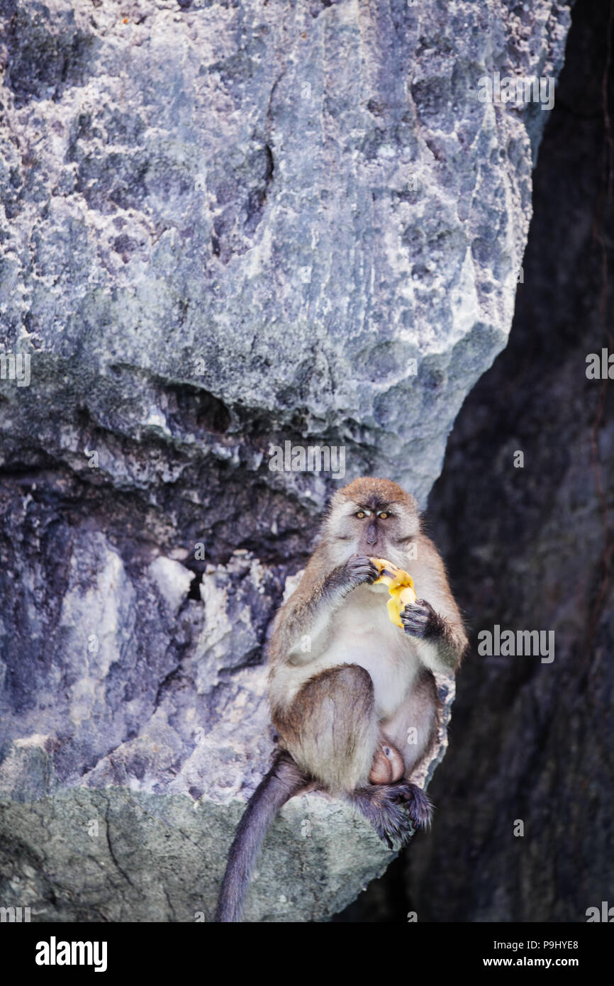 A monkey which lives along the cliffs surrounding Maya Bay in Thailand ...