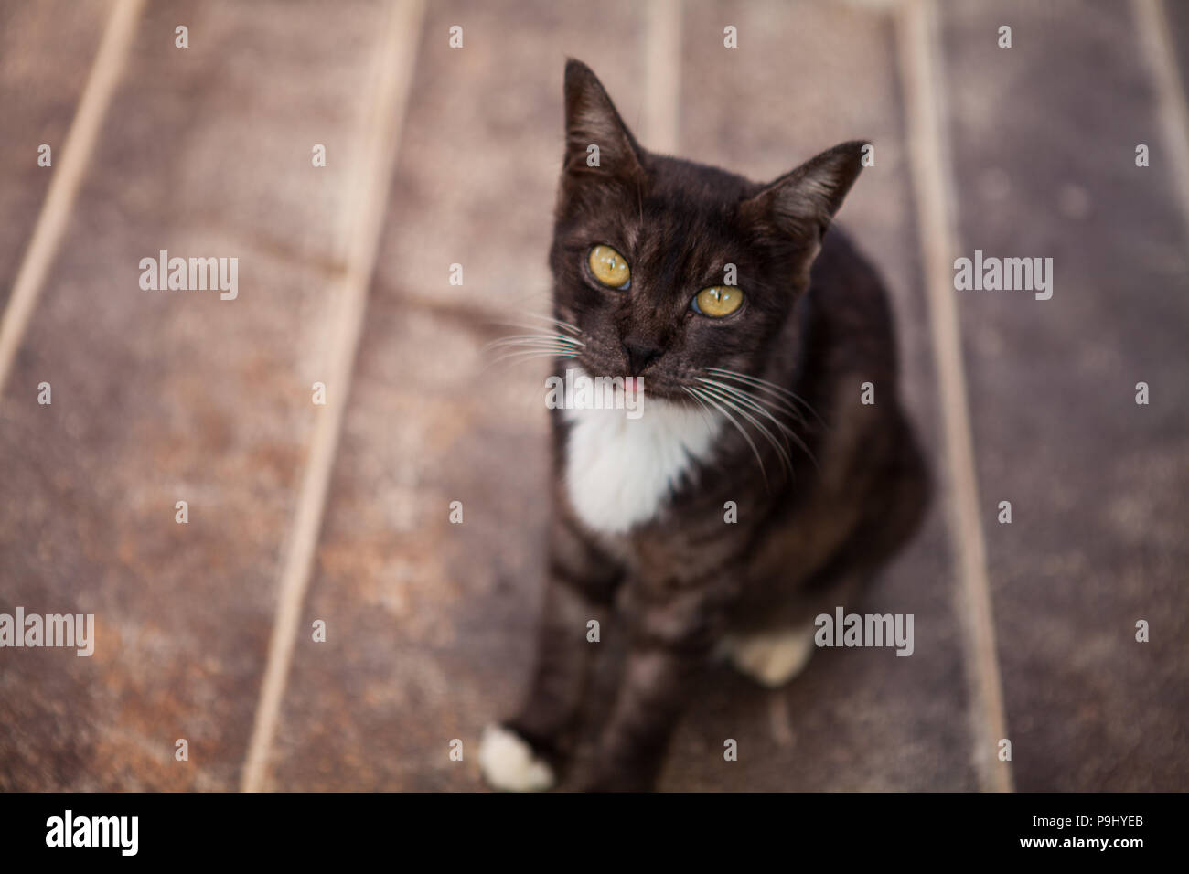 A cat stares at the camera with its tongue poking out Stock Photo - Alamy