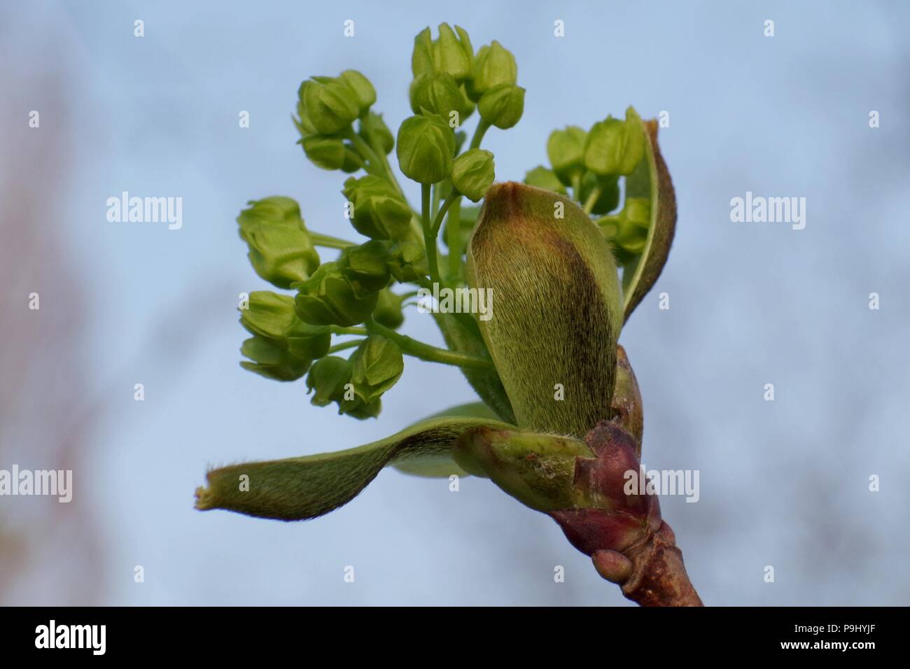 Spring in air nature hi-res stock photography and images - Alamy