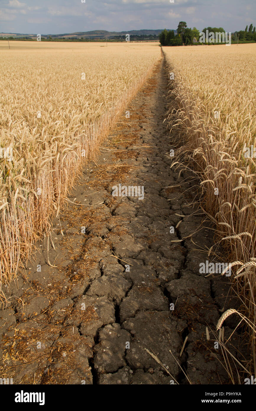Footpath through a corn field near Cheddington with dry and cracked ...