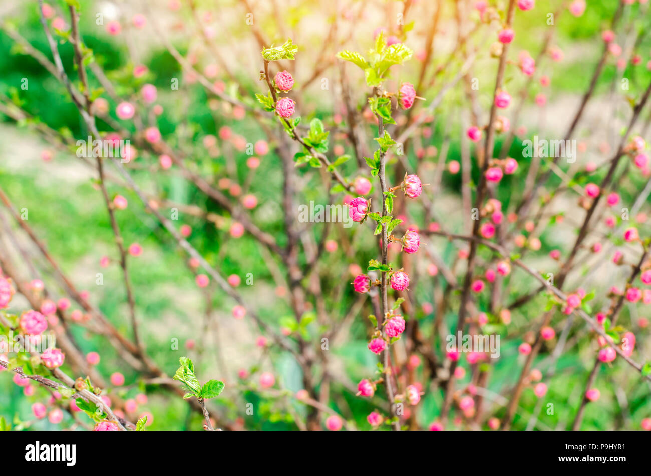 a young bush of a pink tea rose, buds of roses, a concept of spring ...