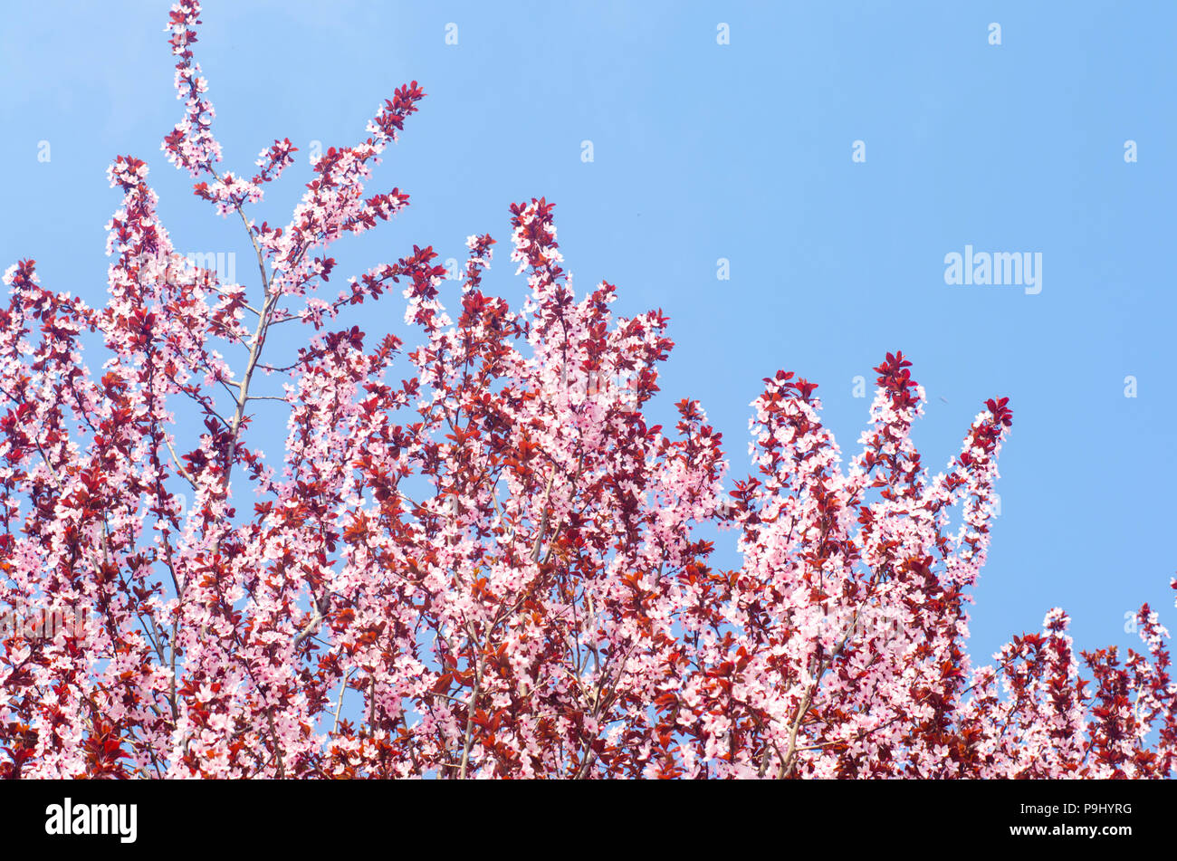 apricot blossom on a sunny day, the arrival of spring, the blossoming ...