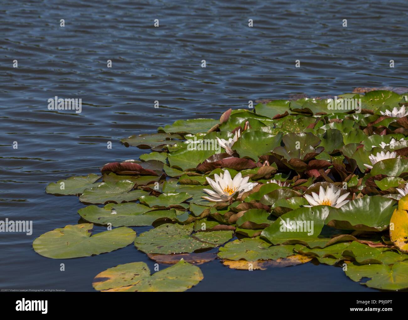 Lily biology hi-res stock photography and images - Alamy
