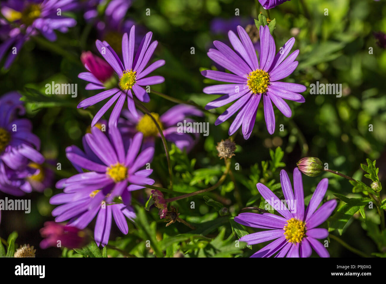 Violet daisy flowers hi-res stock photography and images - Alamy