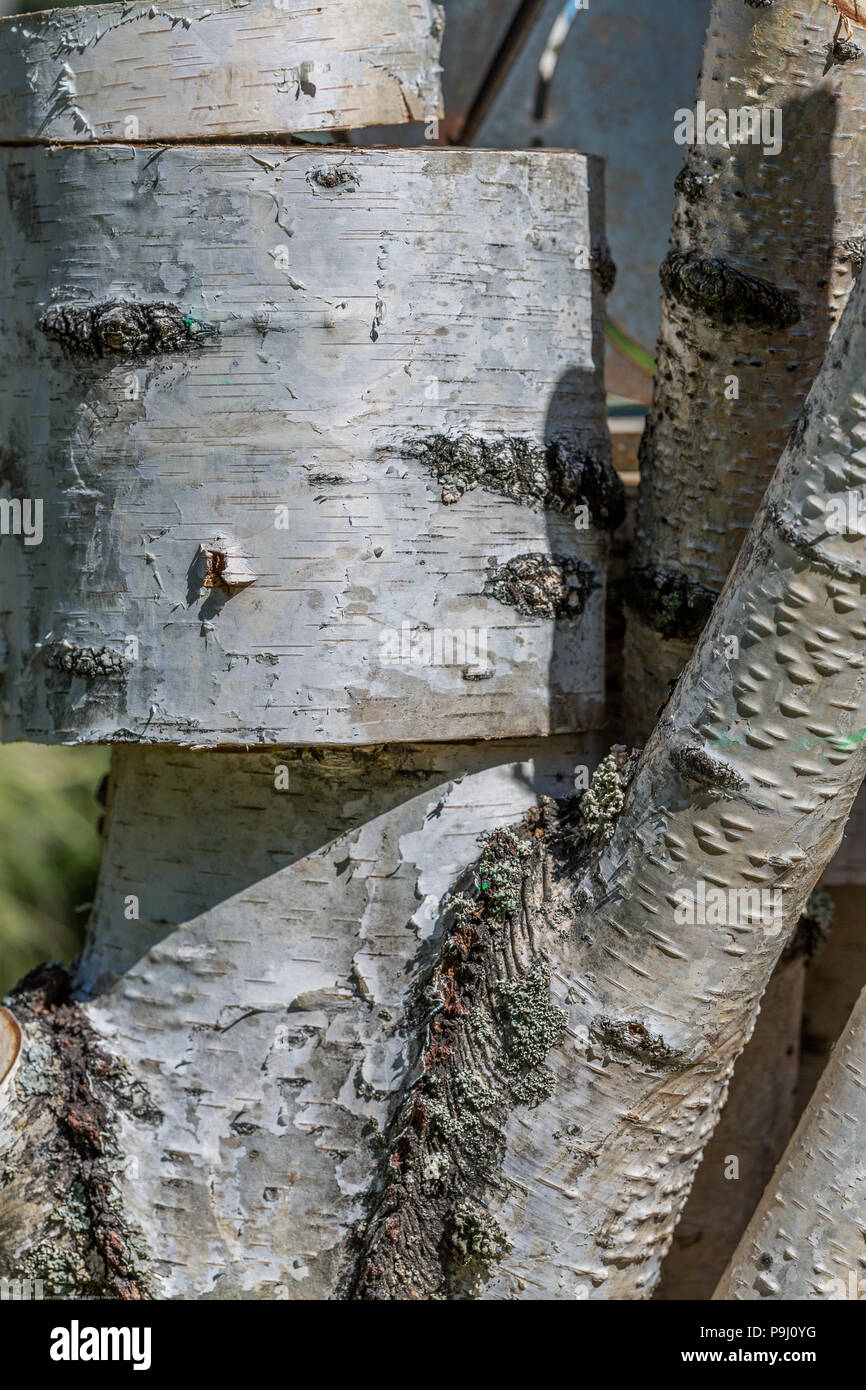 Birch Tree Trunk Stock Photo - Alamy