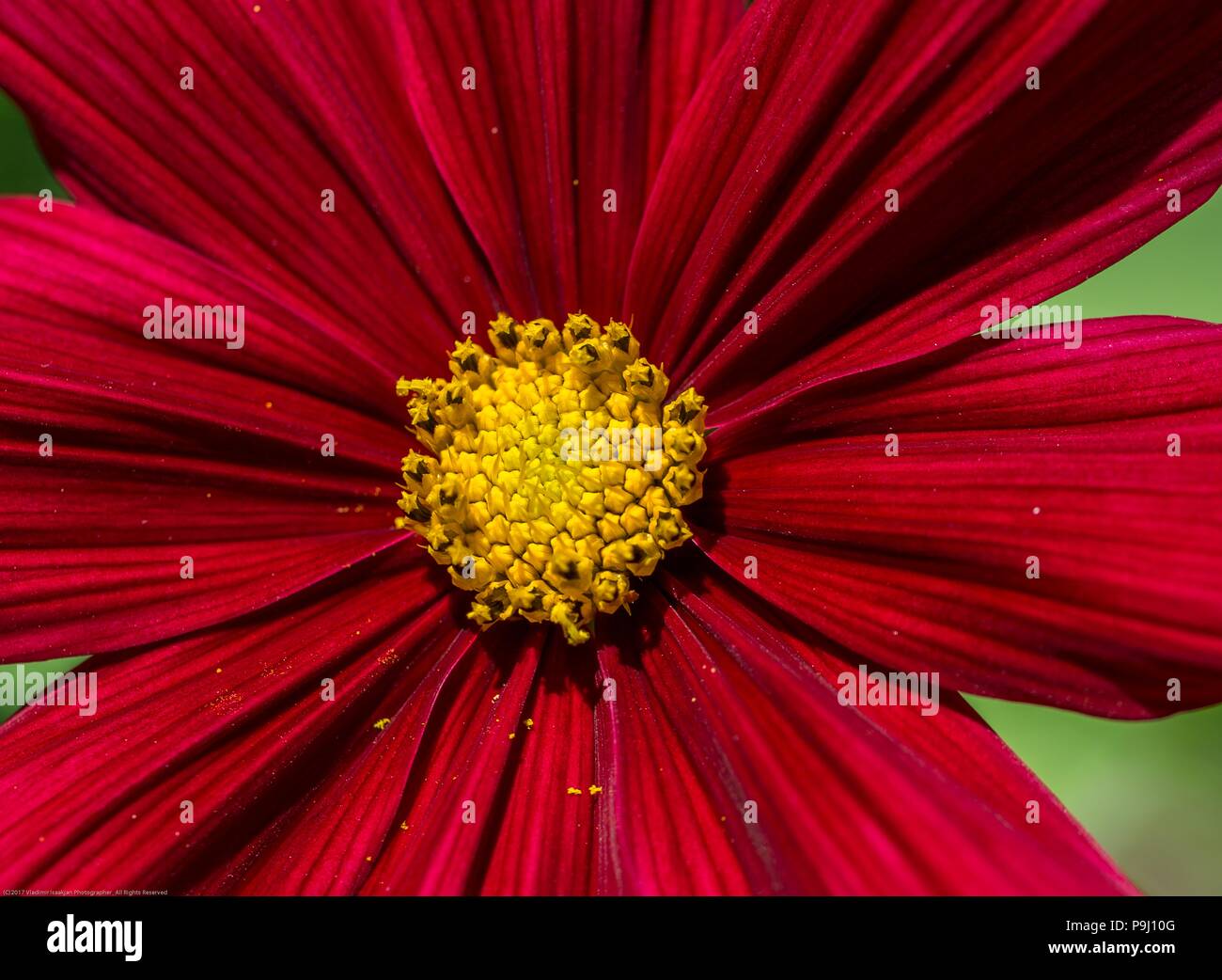 Red african daisy hi-res stock photography and images - Alamy