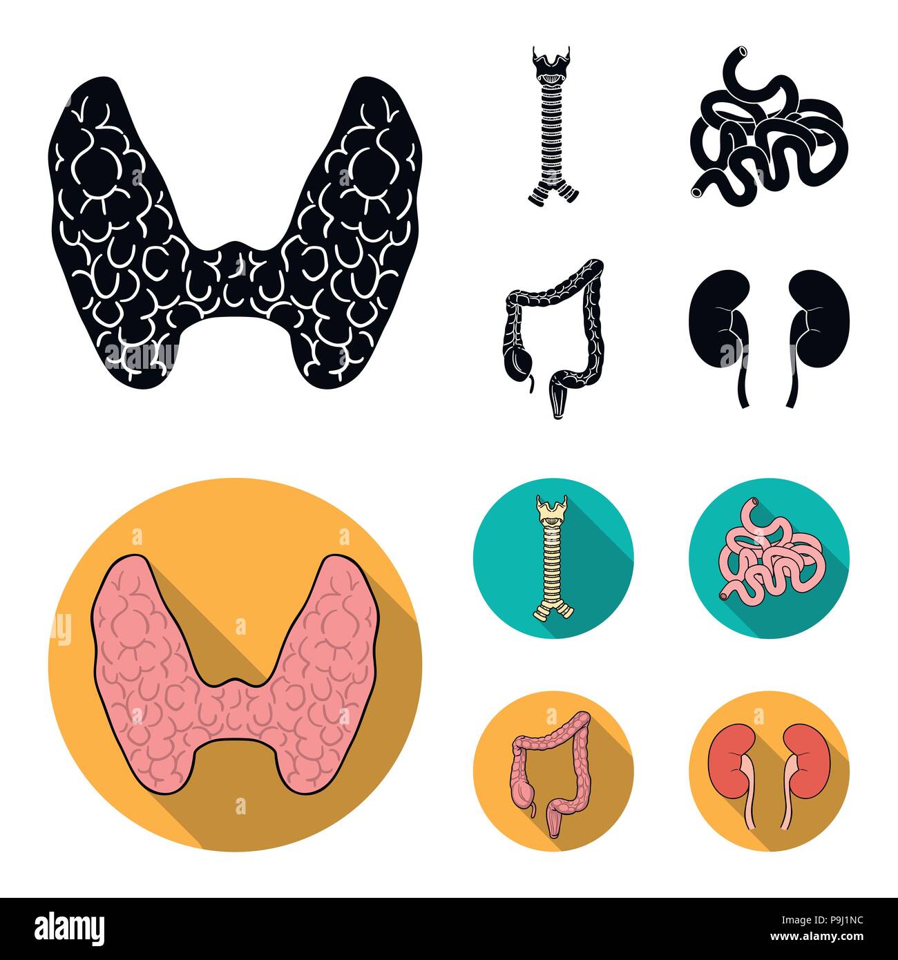 Thyroid gland, spine, small intestine, large intestine. Human organs ...