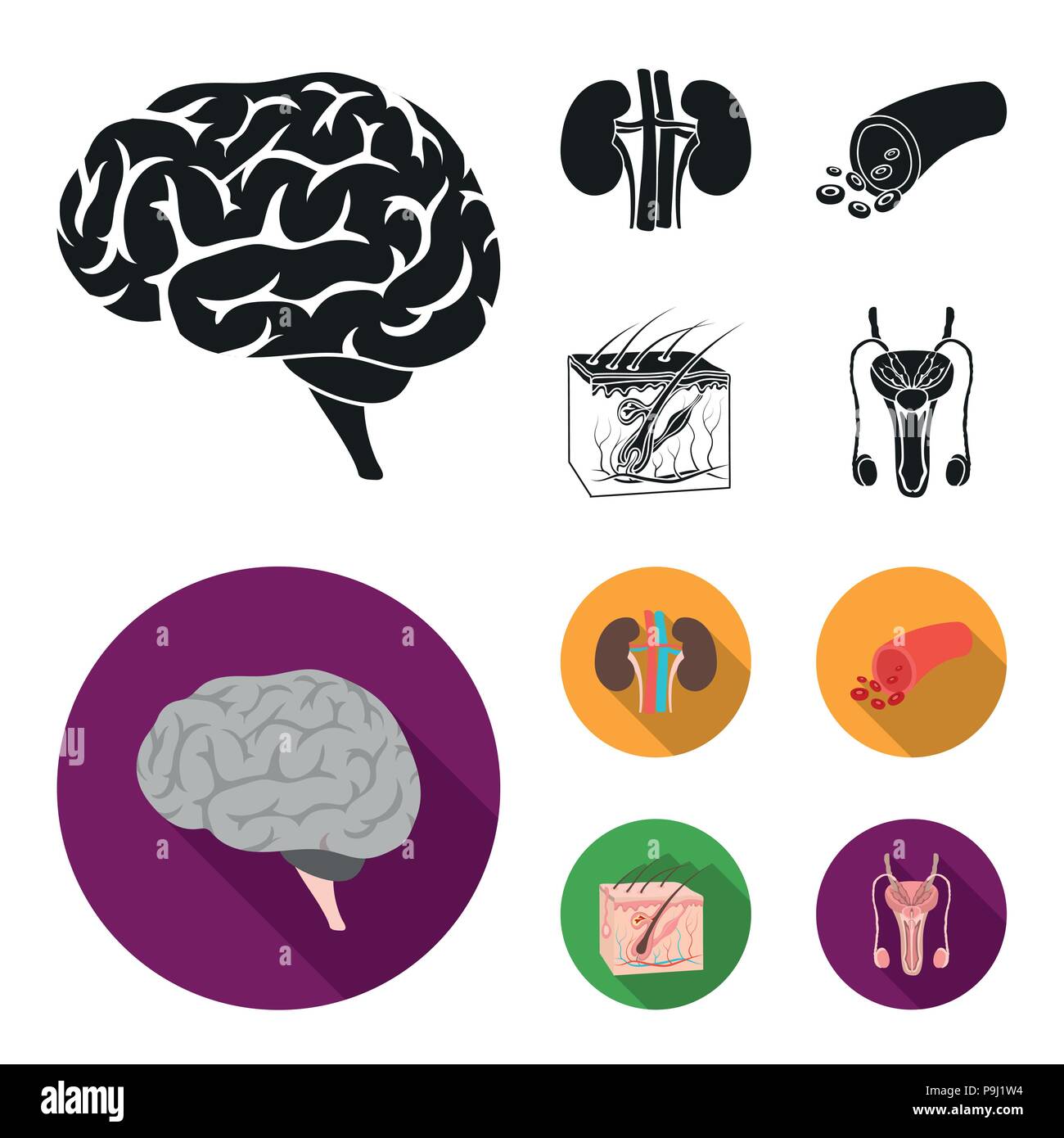 Brain, kidney, blood vessel, skin. Organs set collection icons in black ...