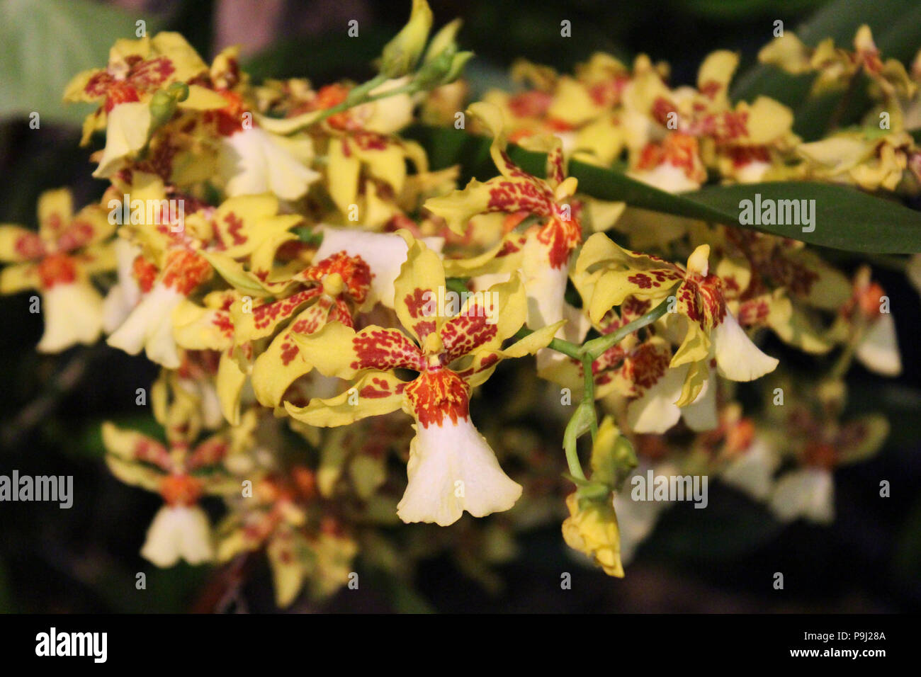 Oncidium Orchids High Resolution Stock Photography and Images - Alamy