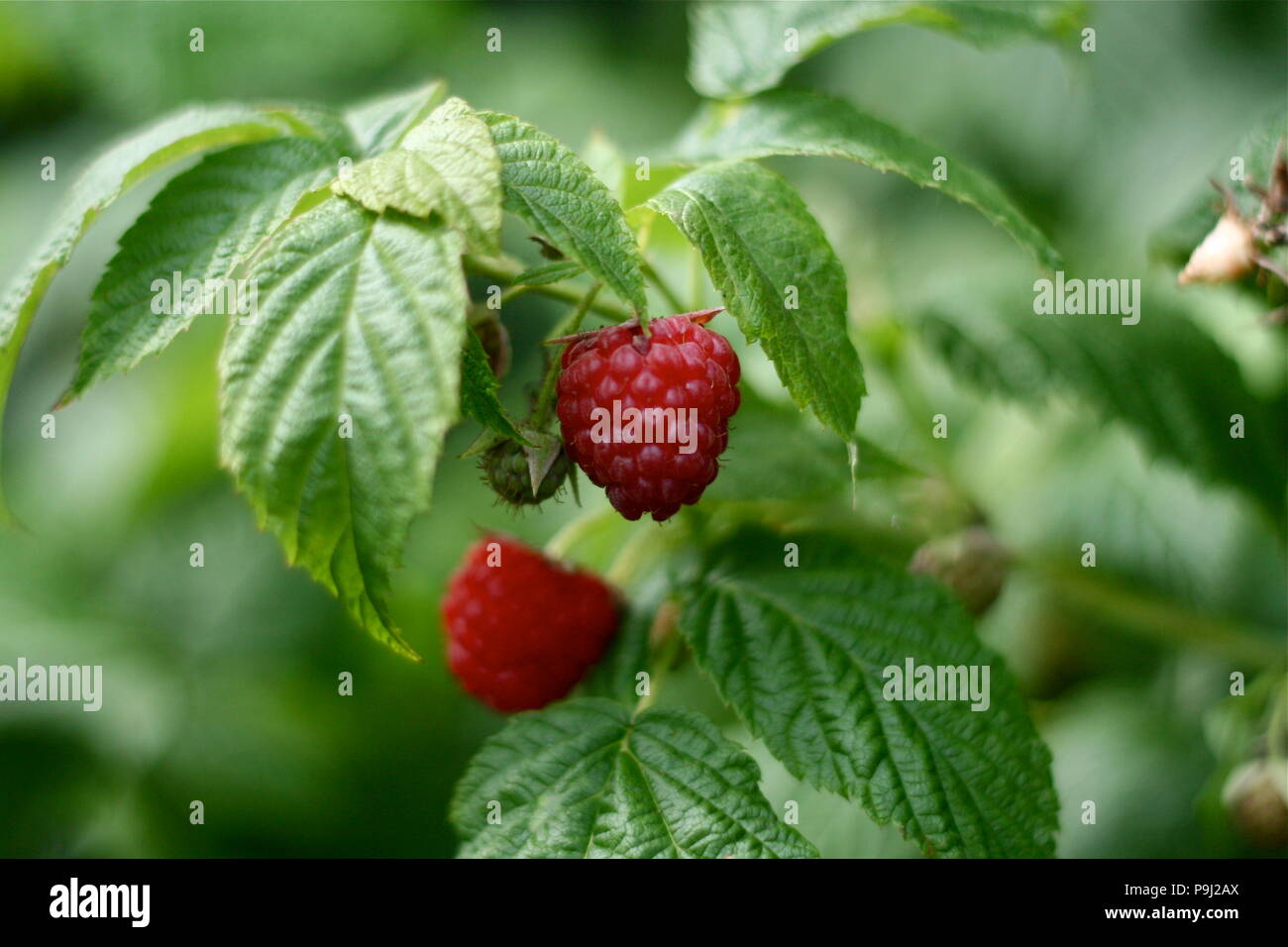 Red raspberry plants hi-res stock photography and images - Alamy