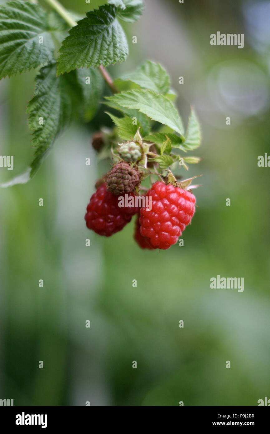 Grow ripe raspberries hi-res stock photography and images - Alamy