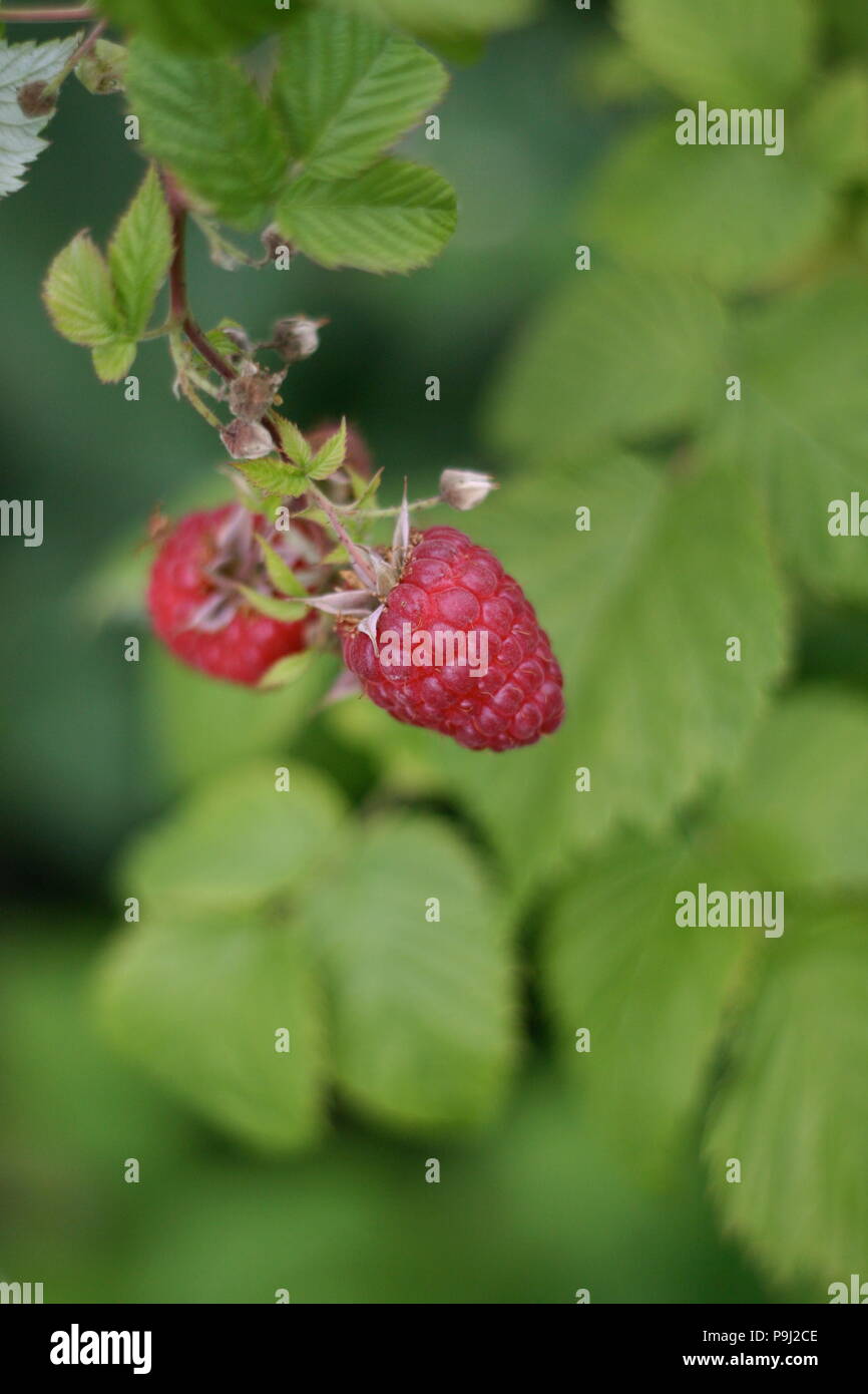 Red raspberry plants hi-res stock photography and images - Alamy