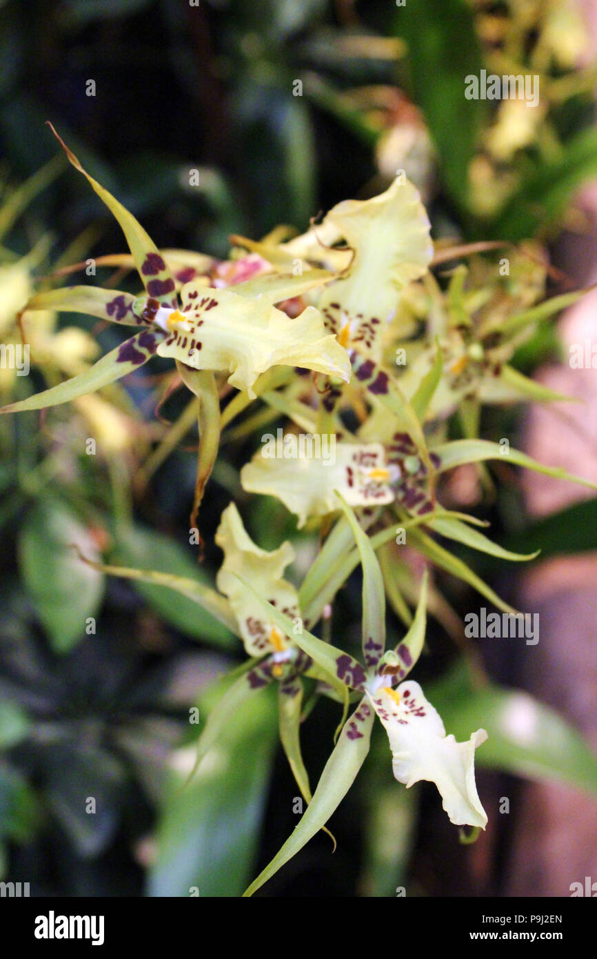 Aliceara hi-res stock photography and images - Alamy