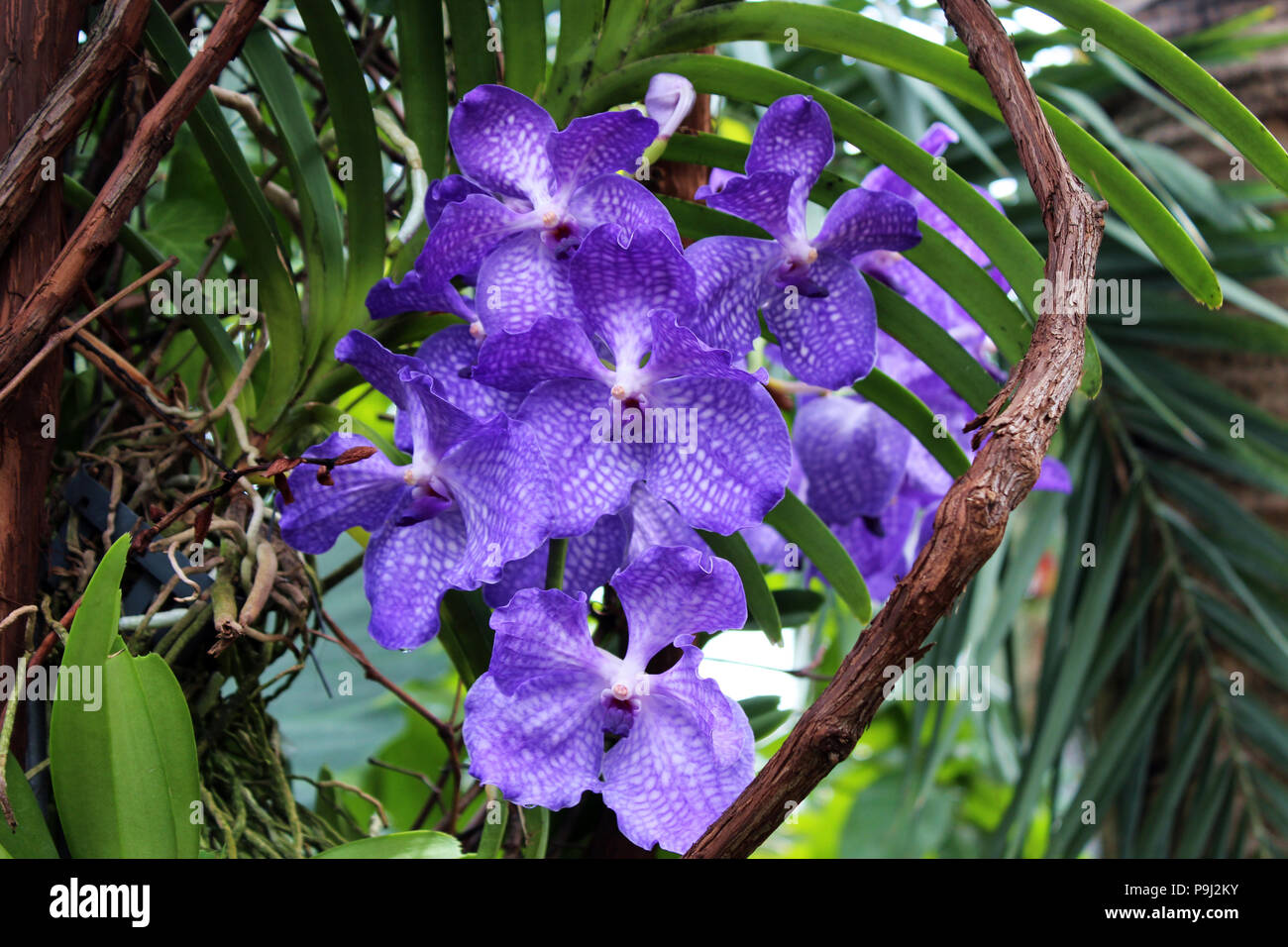 Vanda coerulea hi-res stock photography and images - Alamy