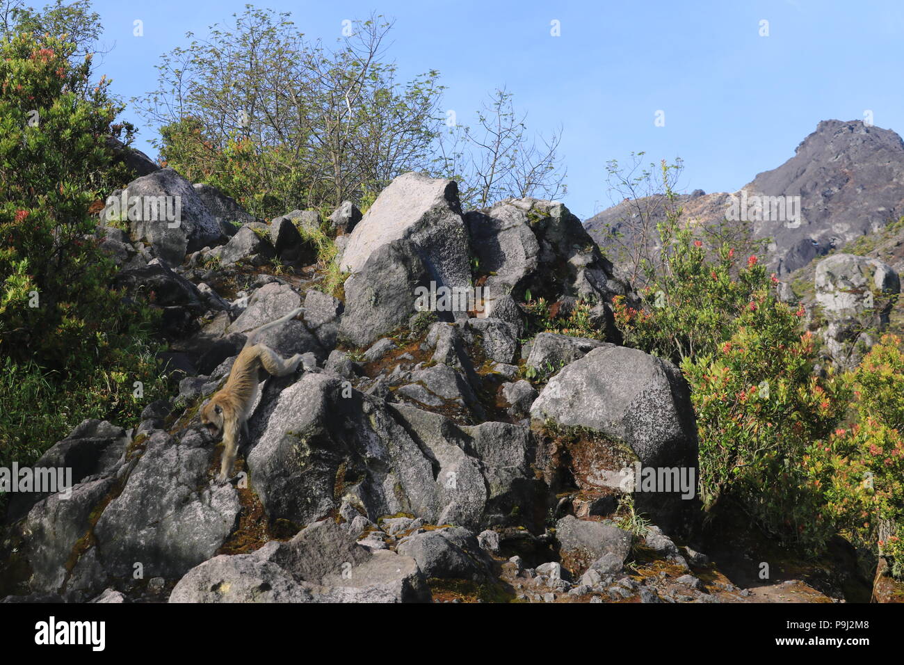 merapi volcano after eruption Stock Photo - Alamy