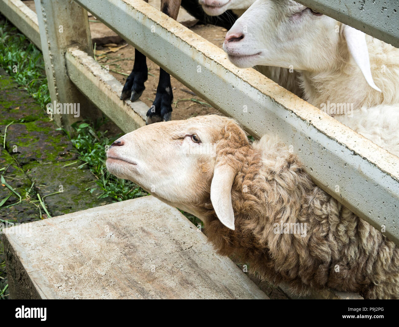 Sheep in stable hi-res stock photography and images - Alamy