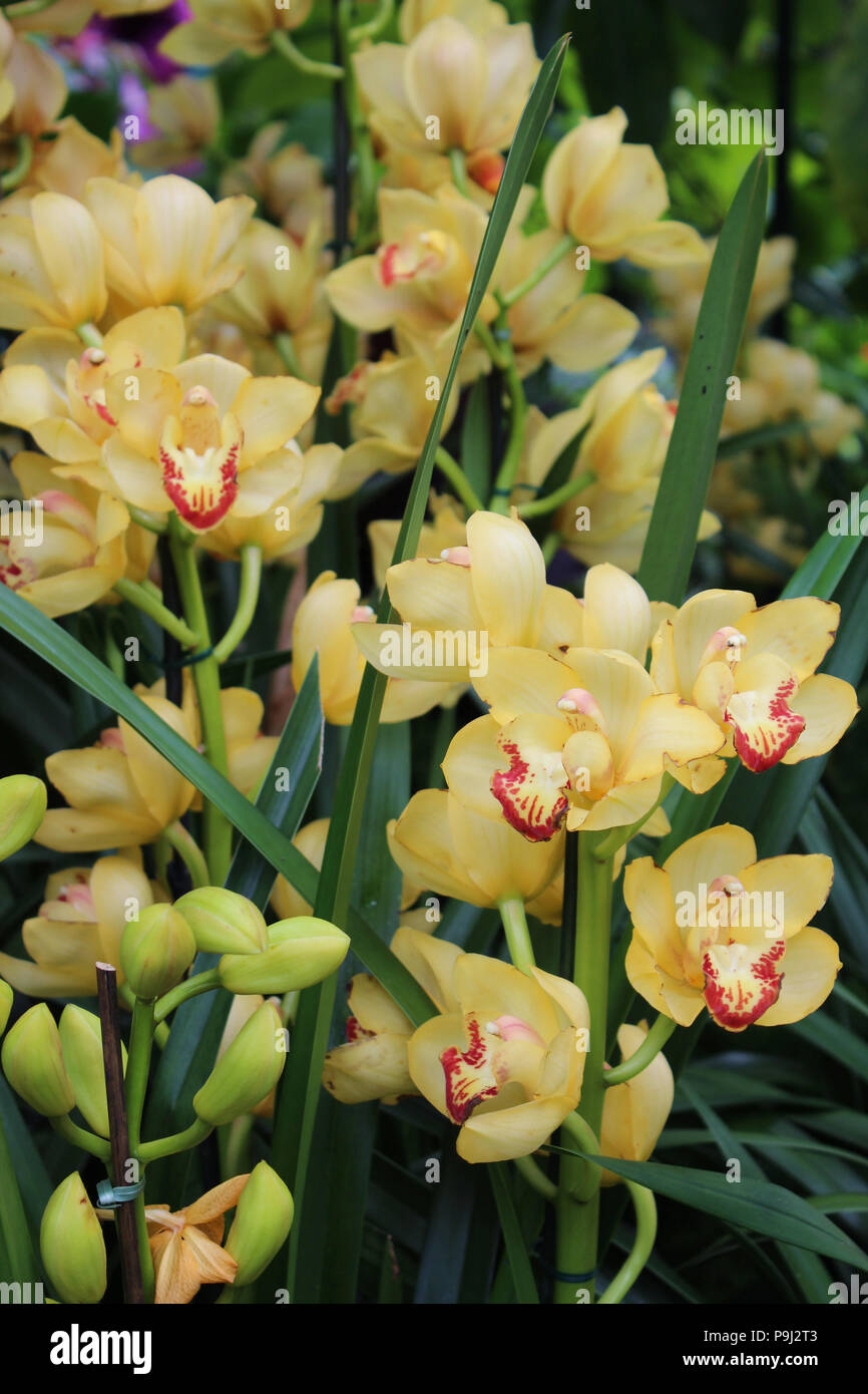 Botany orchidaceae cymbidium hi-res stock photography and images - Alamy