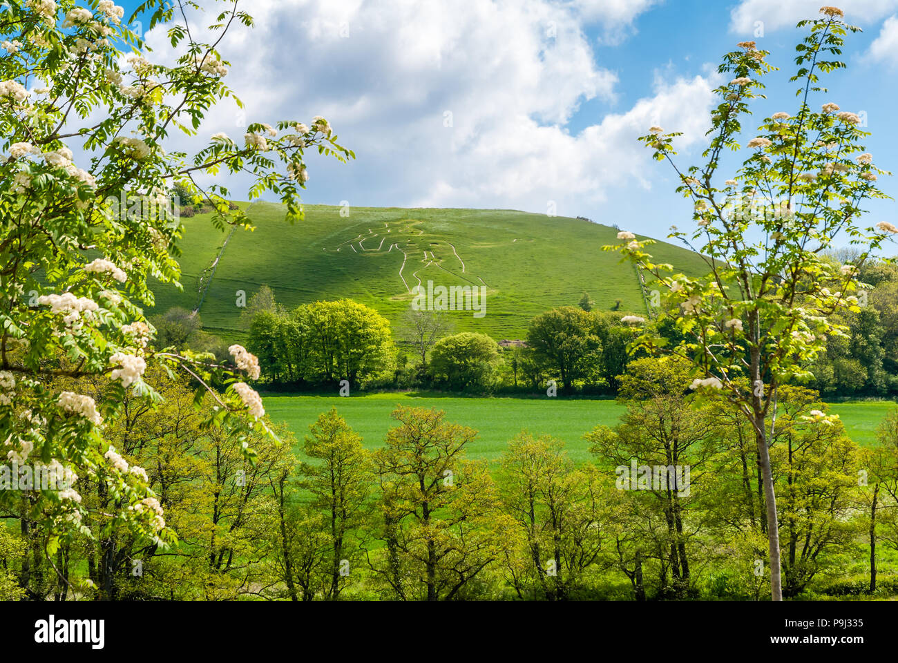 The Cerne Giant in Dorset Stock Photo - Alamy