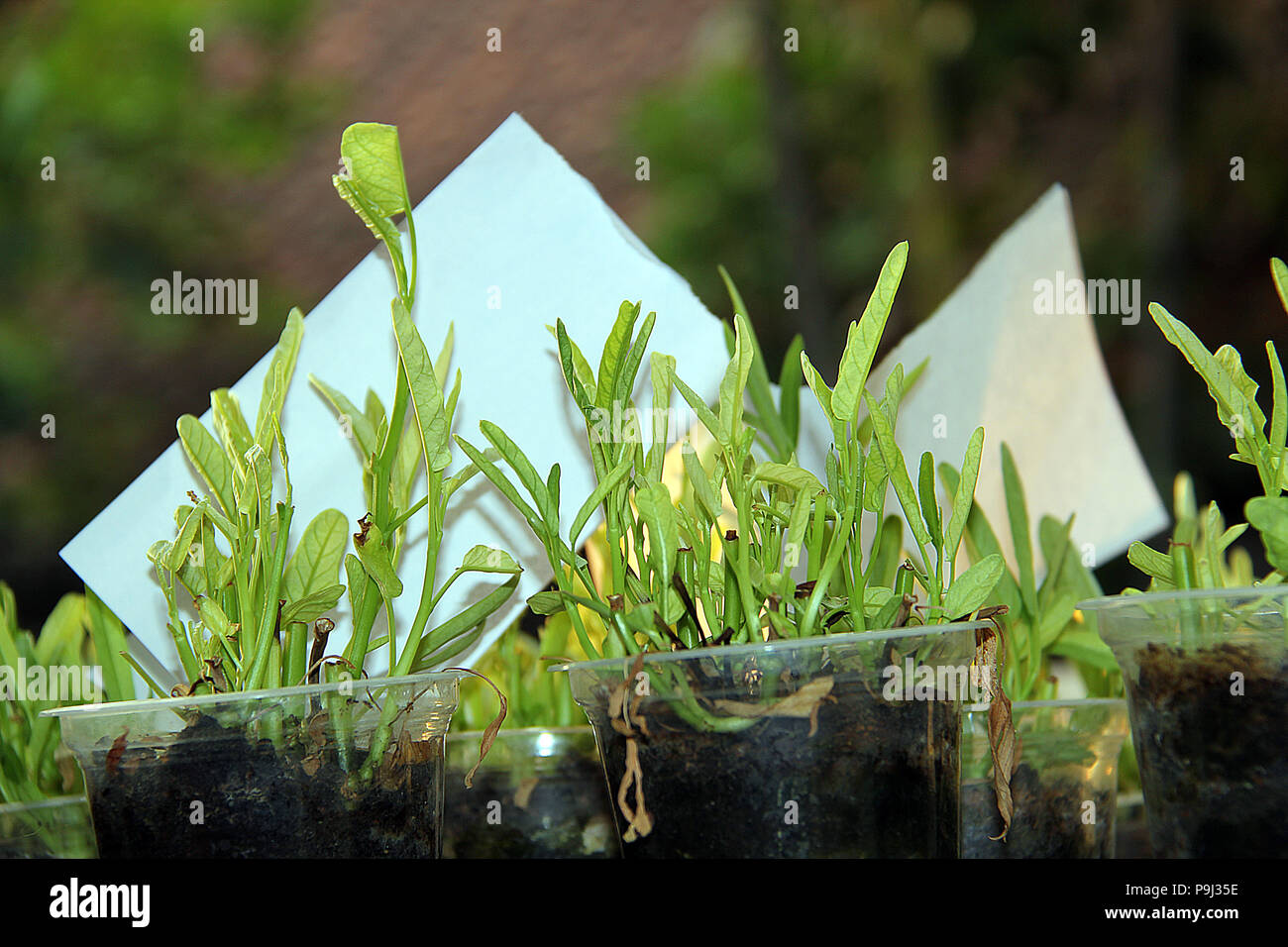 Paper that has been ripped in half Stock Photo - Alamy