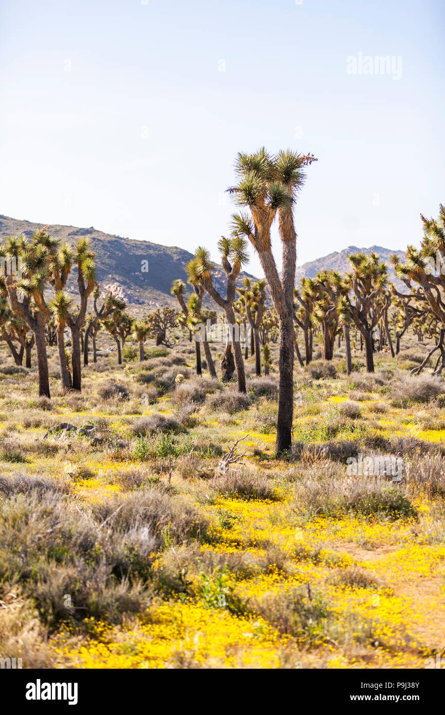 Visiting joshua tree hi-res stock photography and images - Alamy