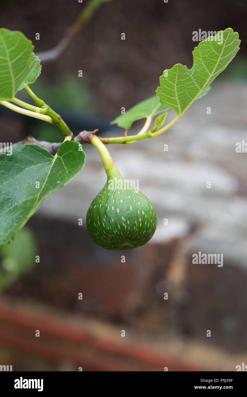 Ficus carica 'excel'. Developing Fig fruit on a tree Stock Photo - Alamy