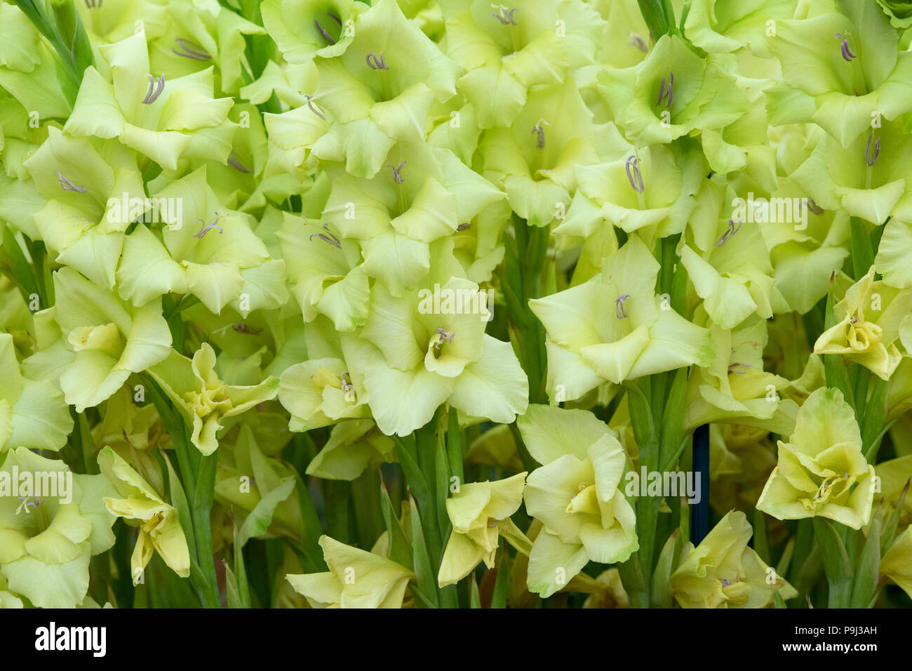 Gladiolus Prima verde. Cut Gladioli flowers on a flower show display ...