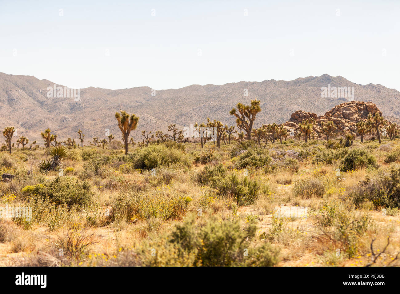 Joshua Tree National Park Stock Photo - Alamy