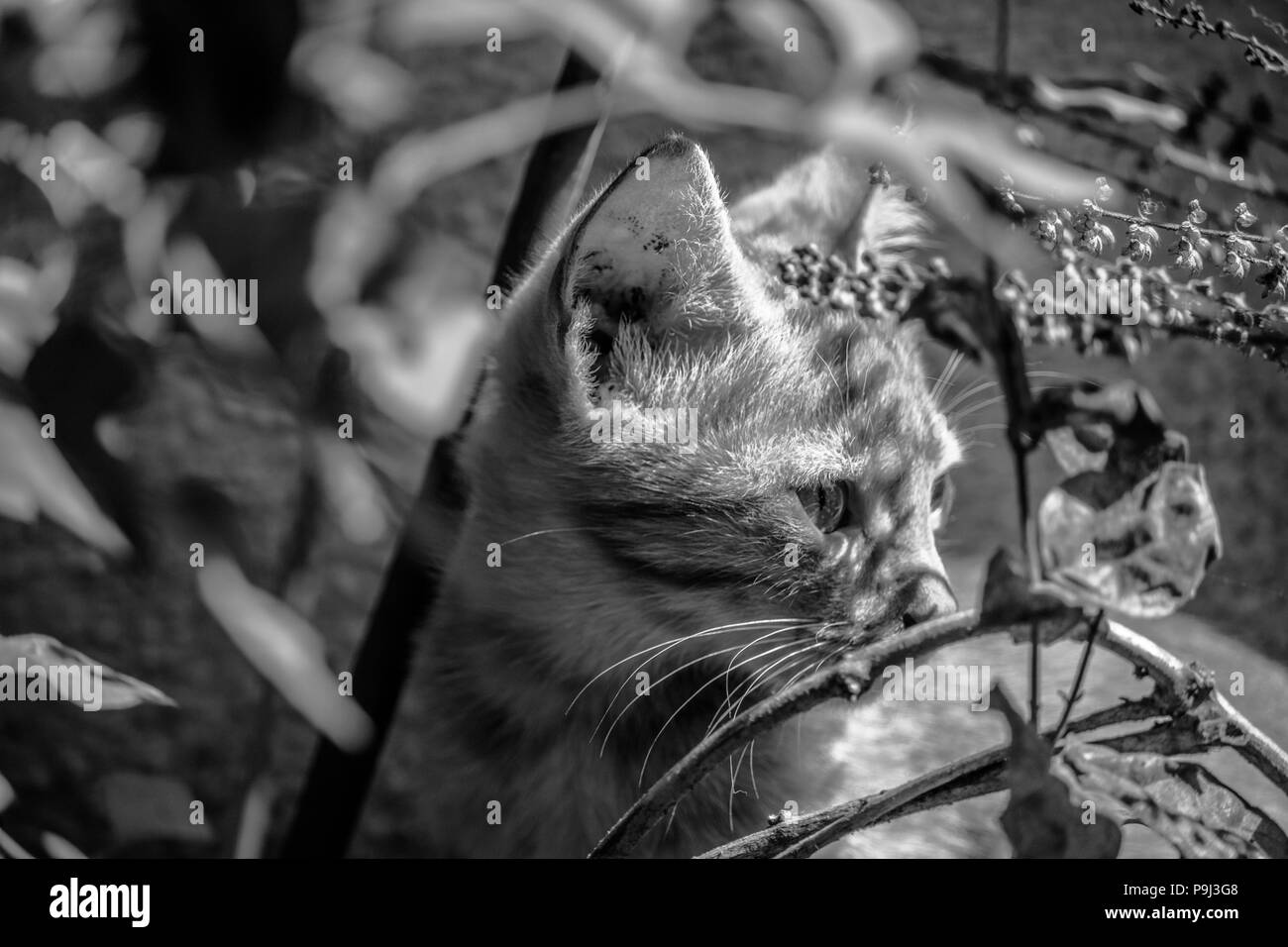 Stock photos alamy Black and White Stock Photos & Images - Alamy