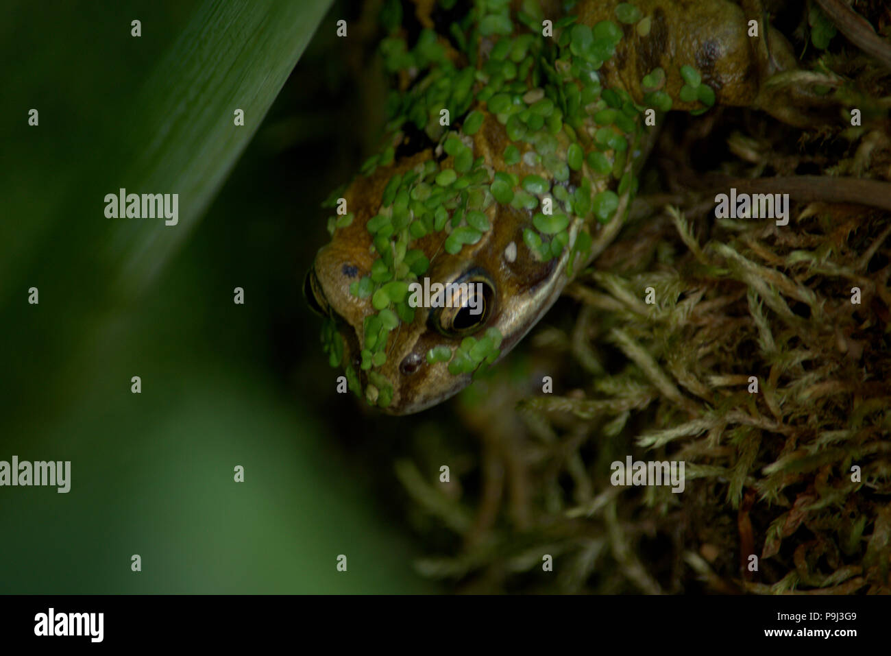 Frog and duckweed Stock Photo - Alamy