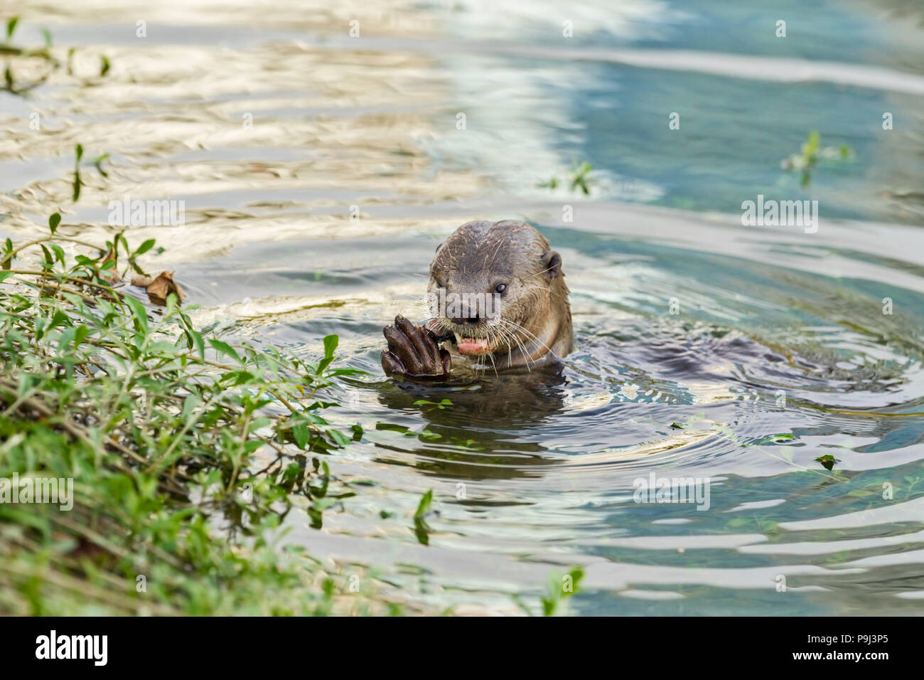 Smooth-coated otter eating fish in urban river habitat, Singapore Stock ...