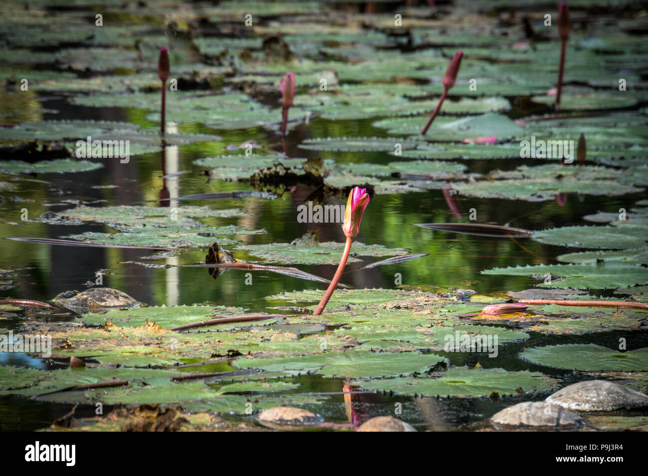 Green duckweed on water and lily leaf. Ross island India Andaman and ...