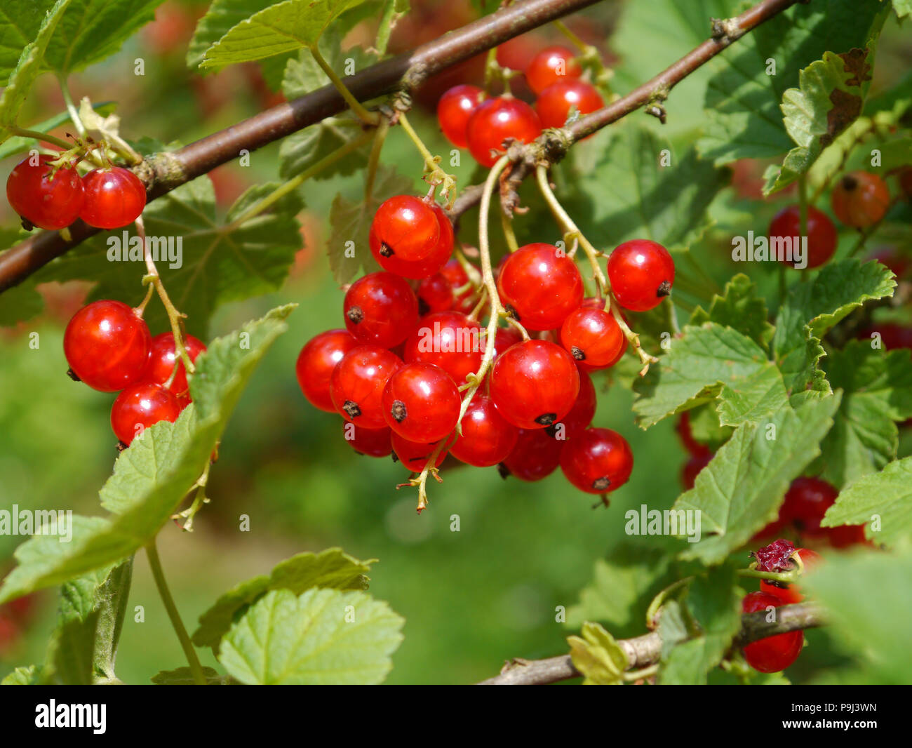 Ribes rubrum fruit hi-res stock photography and images - Alamy