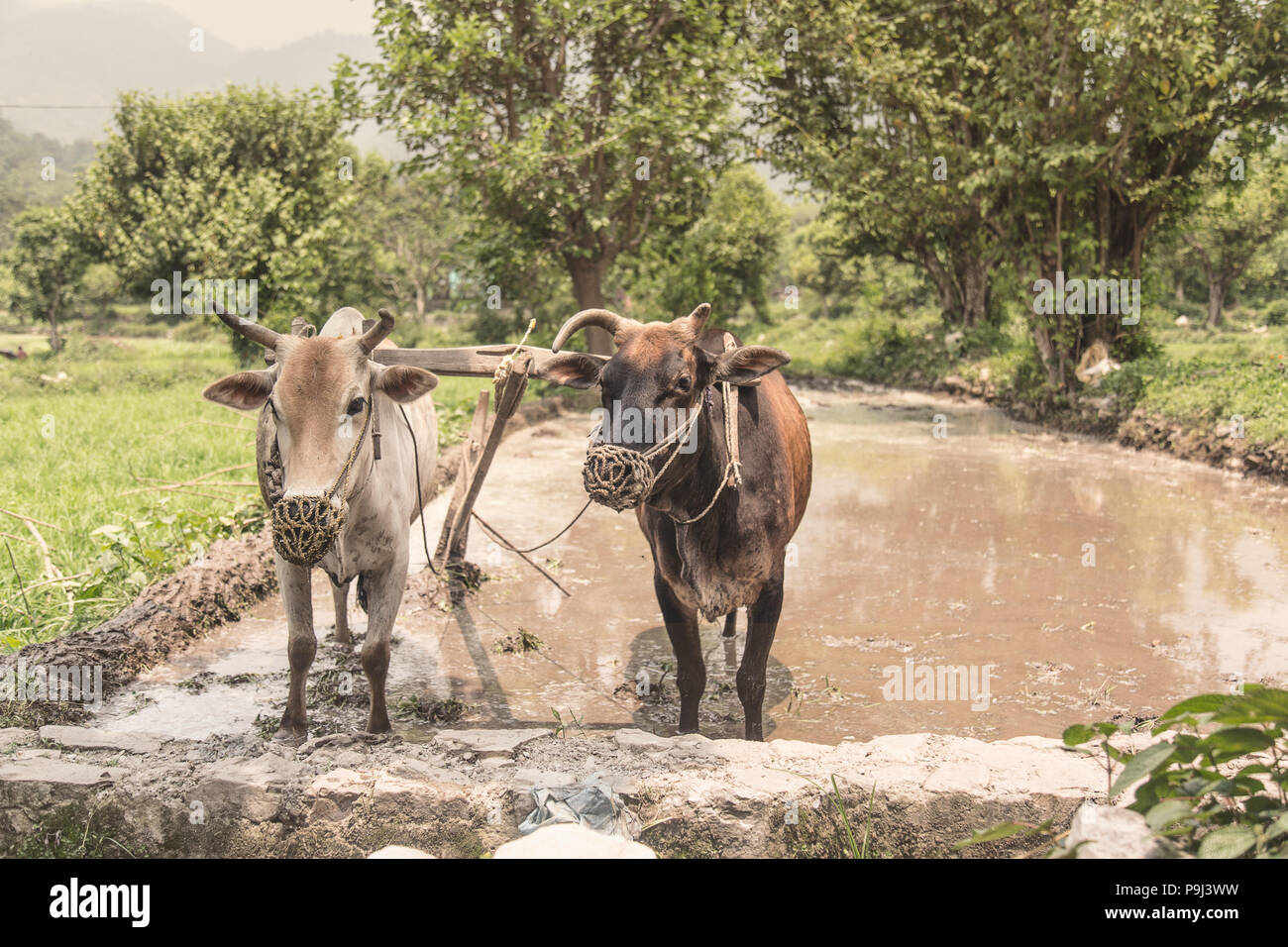Bull pulling plow hi-res stock photography and images - Alamy