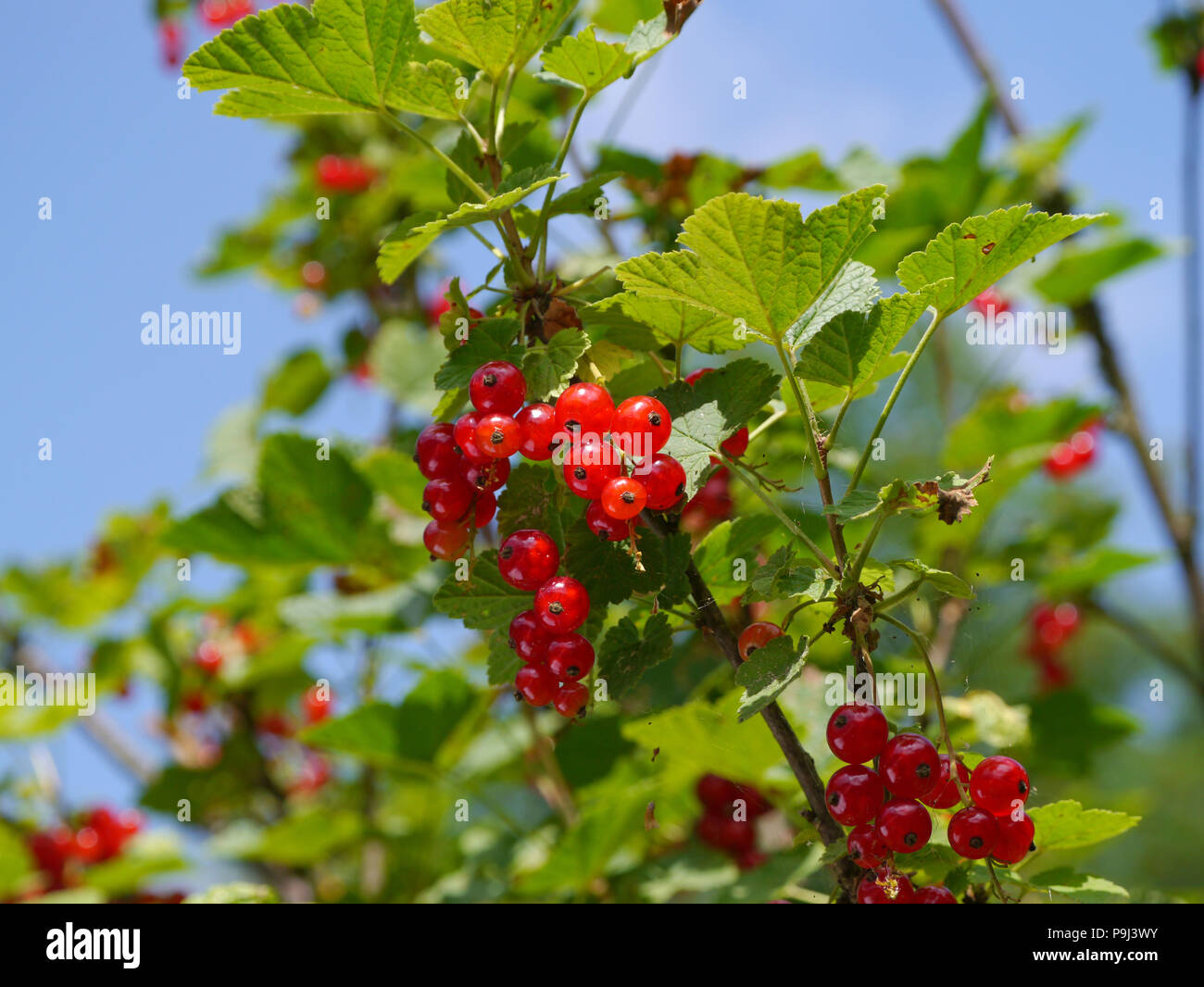 ripe redcurrant with blue sky, Ribes rubrum Stock Photo - Alamy