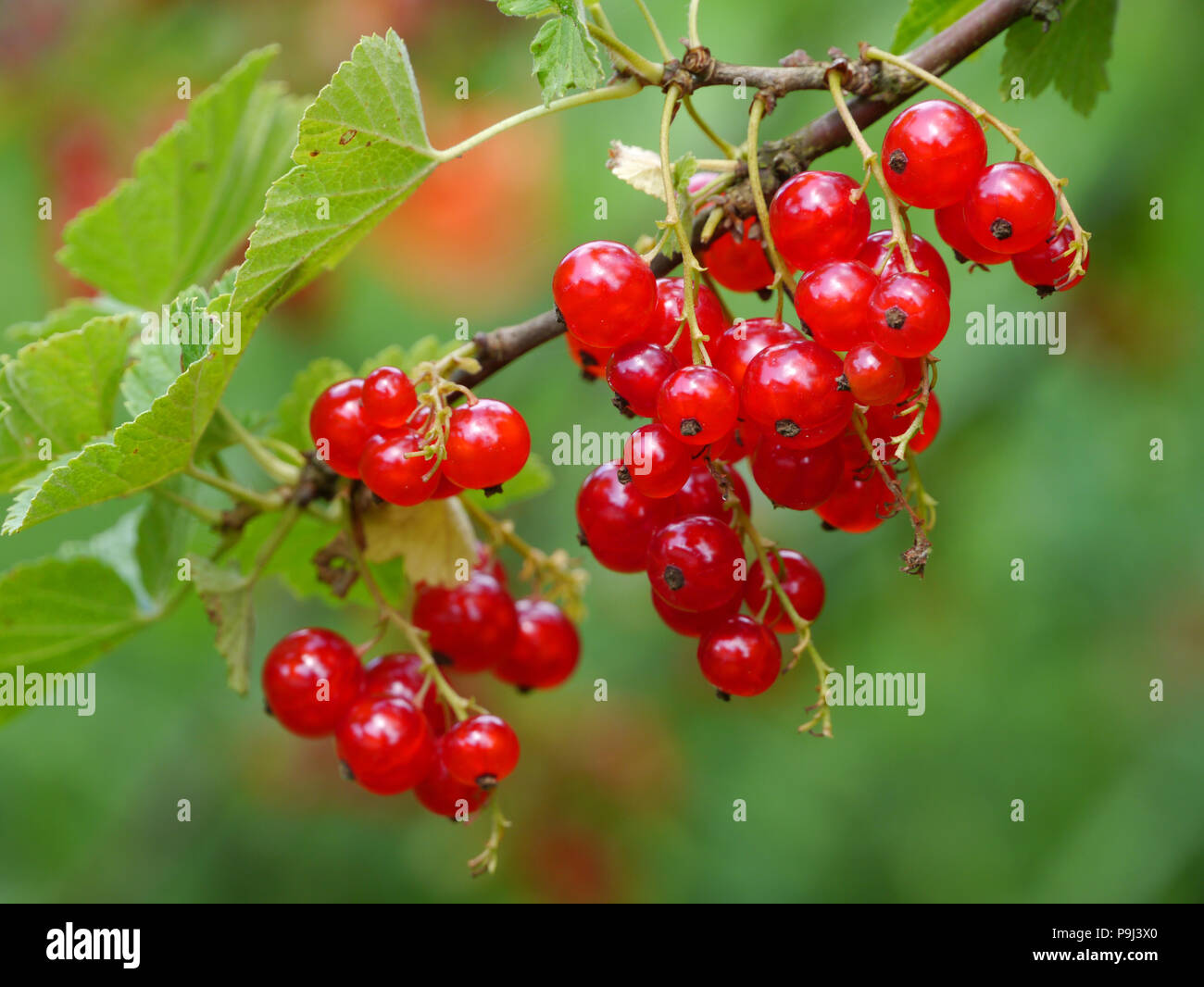 Ribes rubrum leaf hi-res stock photography and images - Alamy
