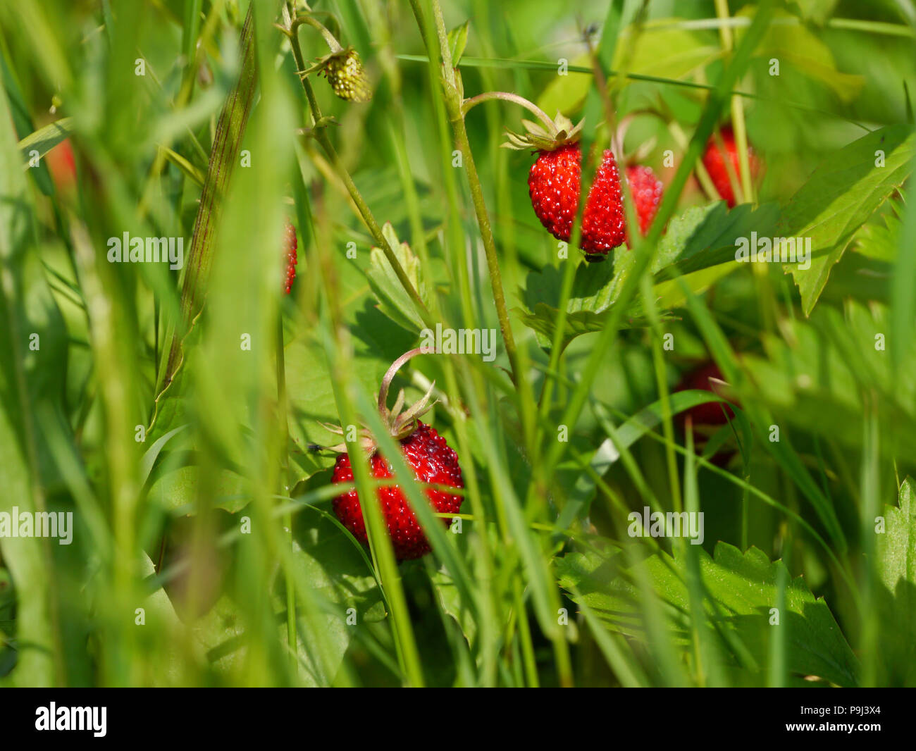 Alpine strawberries hi-res stock photography and images - Alamy