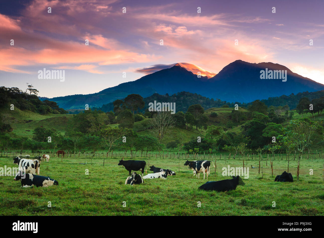 Livestock resting in green pasture fields at dawn near the town Volcan ...
